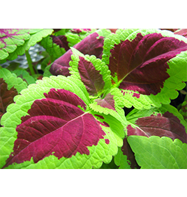 Coleus